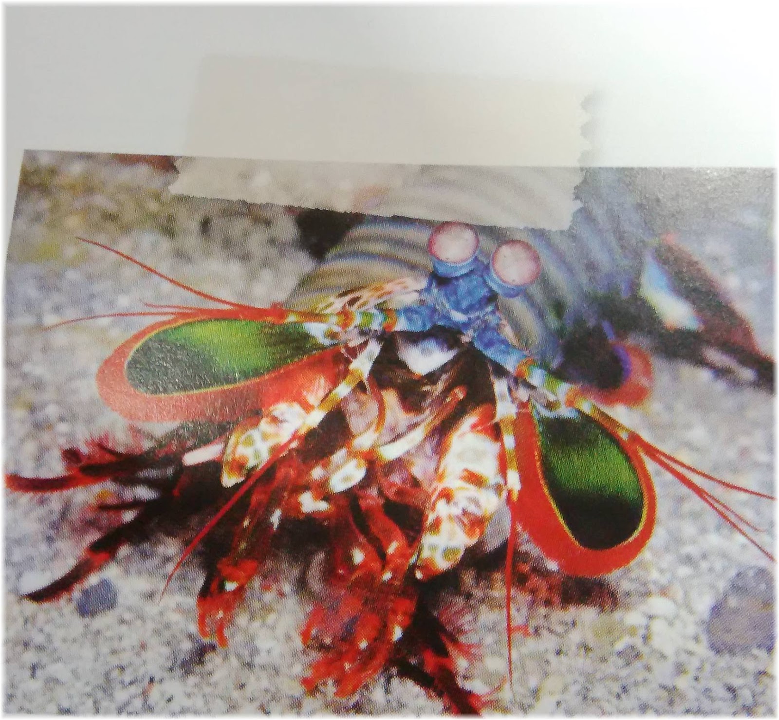 LA LANGOSTA BOXEADORA, MANTIS, SU HIPERVELOCIDAD, CAVITACIÓN E ...