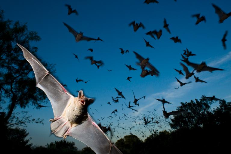 Rodrigues via Mauritius: Bats matter...!
