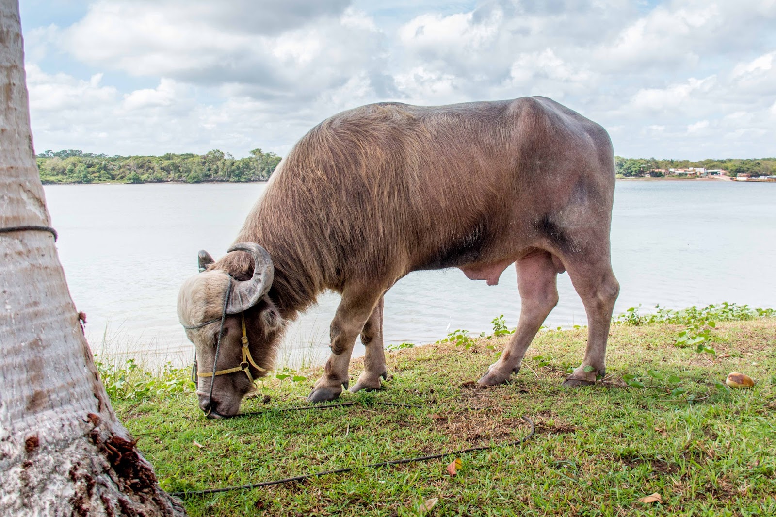 Marcos Casiano Photography: Buffalo's of Ilha Marajo or Marajo Island