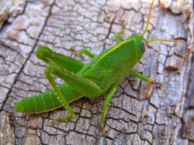 Pulitissima: LA CAVALLETTA