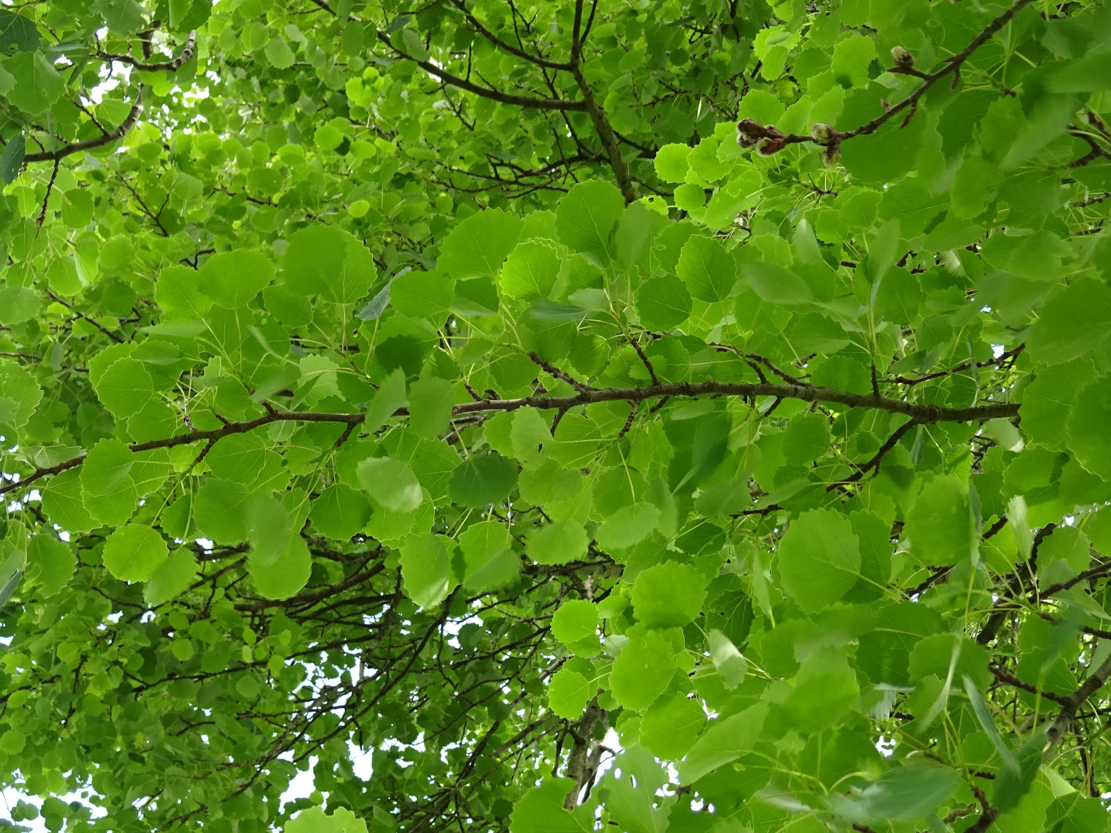Naturnachbarschaften: Espe, Zitter-Pappel - Populus tremula