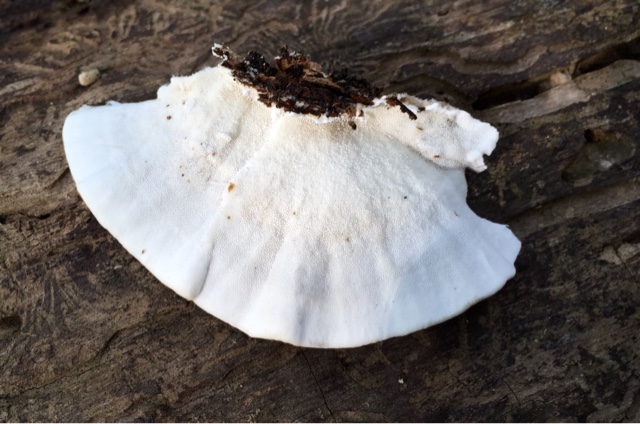 The Foraged Foodie: How to dry turkey tail mushrooms for medicinal teas