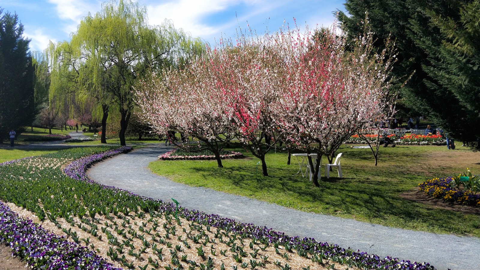 Cherry Blossoms - Tulip Top Gardens Canberra | Australia