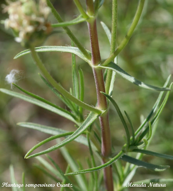 Menuda Natura: Plantago sempervirens Crantz