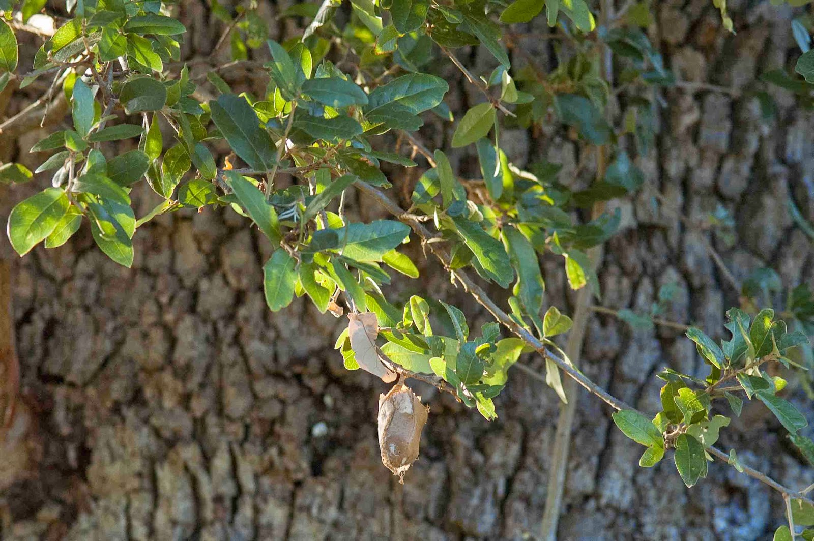 Window on a Texas Wildscape: Mystery cocoon