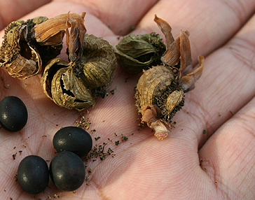 HOW TO GROW CANNA LILIES FROM SEED |The Garden of Eaden