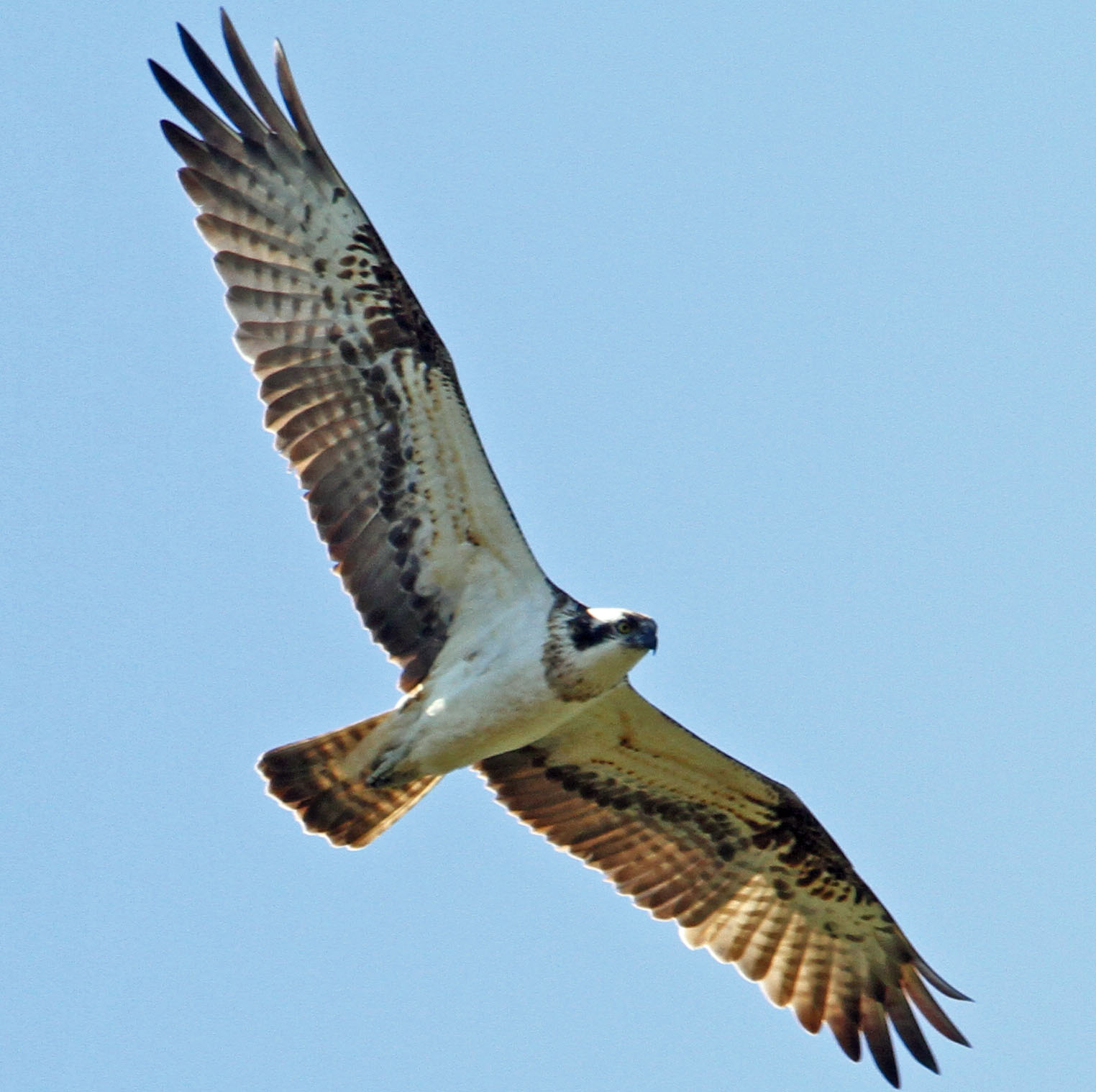 Birding In Bradford - Daily Sightings and News: Raptors