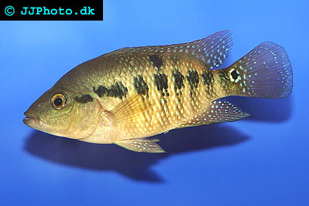 Flowerhorn The Hybrid Cichlids: Red Terror Cichlid - Cichlasoma festae