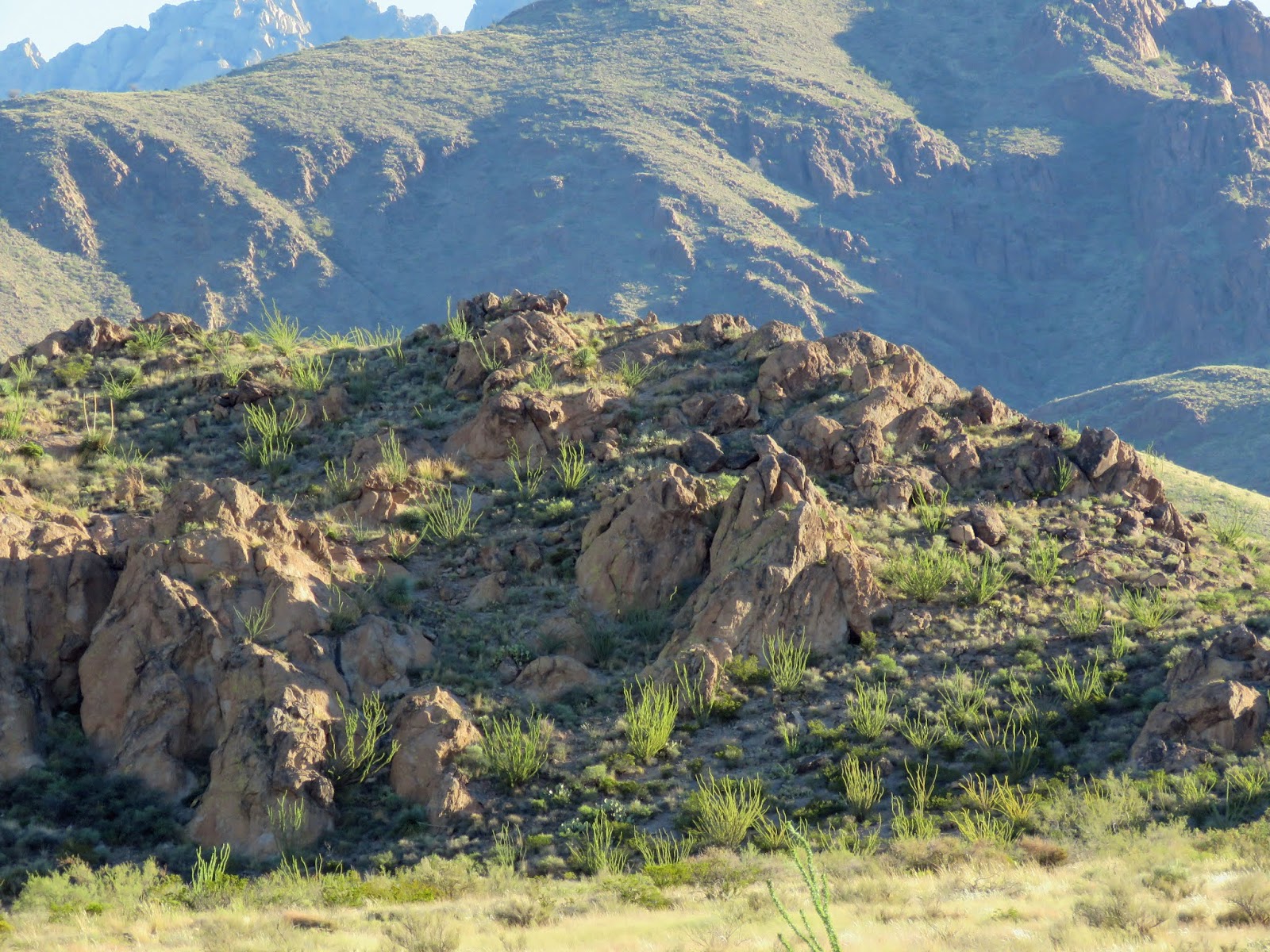 Desert Packrat: South on Sierra Vista