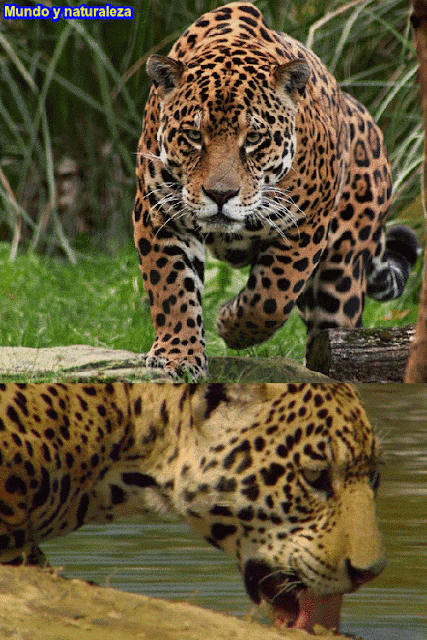 Gif para ti: Gif de animales 1