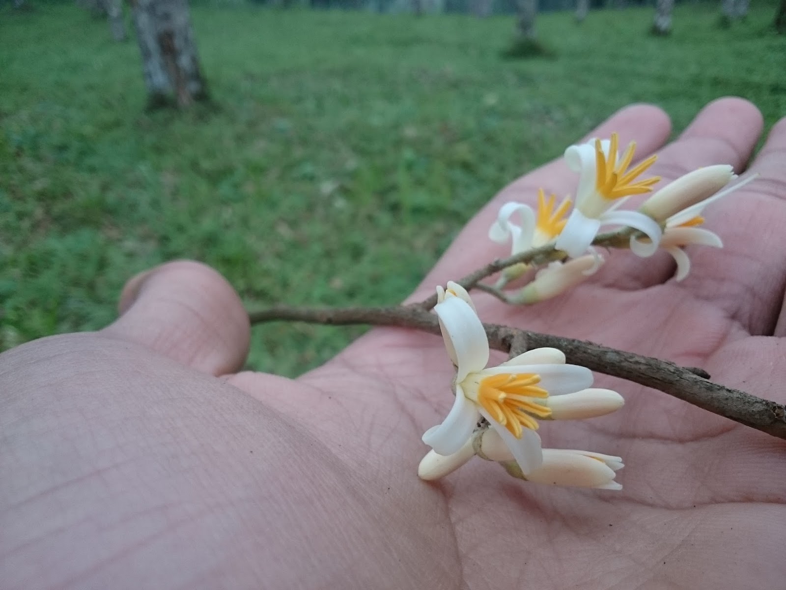 KEMENYAN (Styrax spp.)