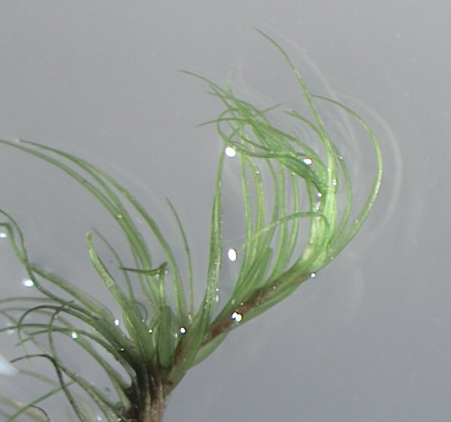 Collection: Nonvascular Plants : Specimen #6 Moss