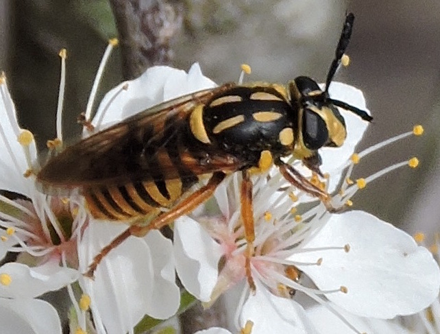 Springfield Plateau: News Bee