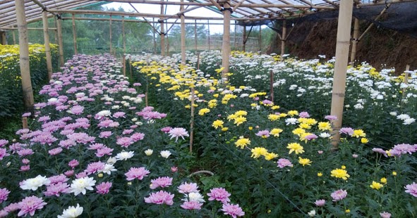 Toko Bunga Jakarta | Florist Online Flowers Shop Indonesia