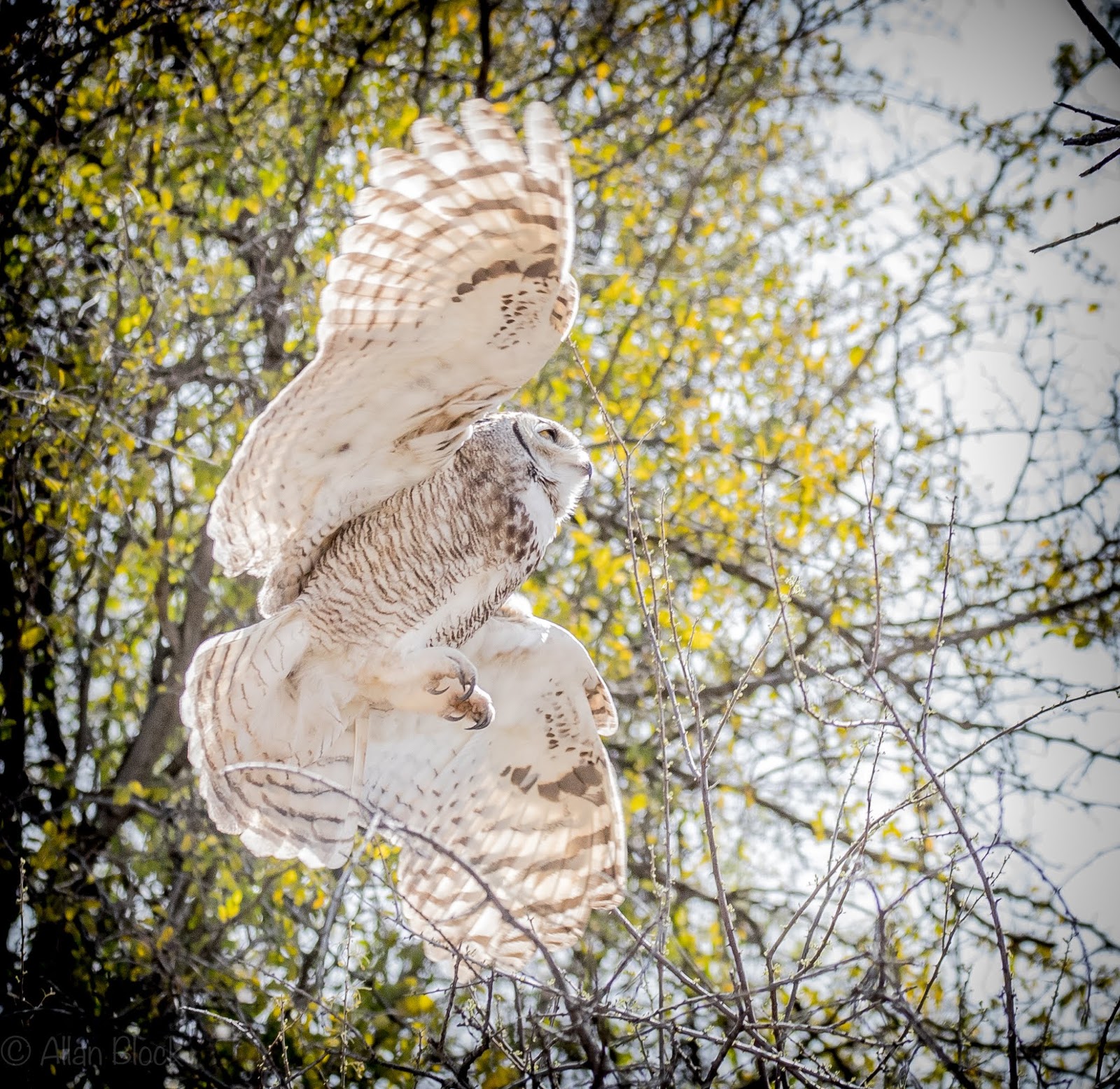 Feather Tailed Stories: Great Horned Owl Pair