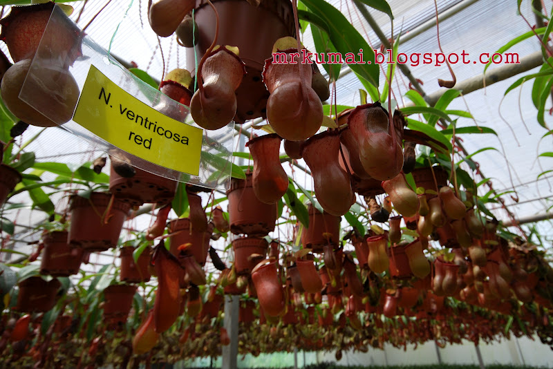 mrkumai.blogspot.com: February 2012