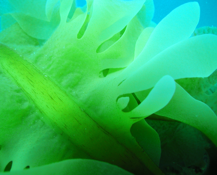 Fotografia Stephen Johnson, Imagenes Quilimbai: EL UNDARIA, invasora ...