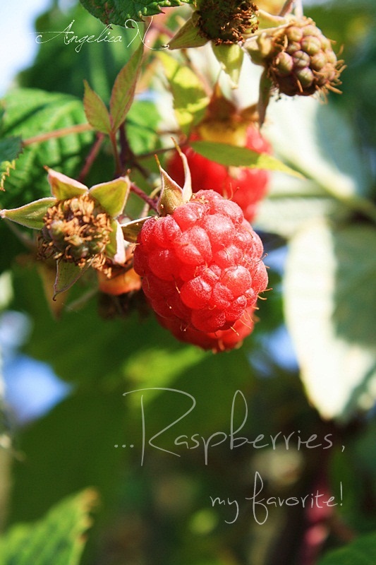 Angel's food: Frumoasa viata la tara...fructe din gradina:-)