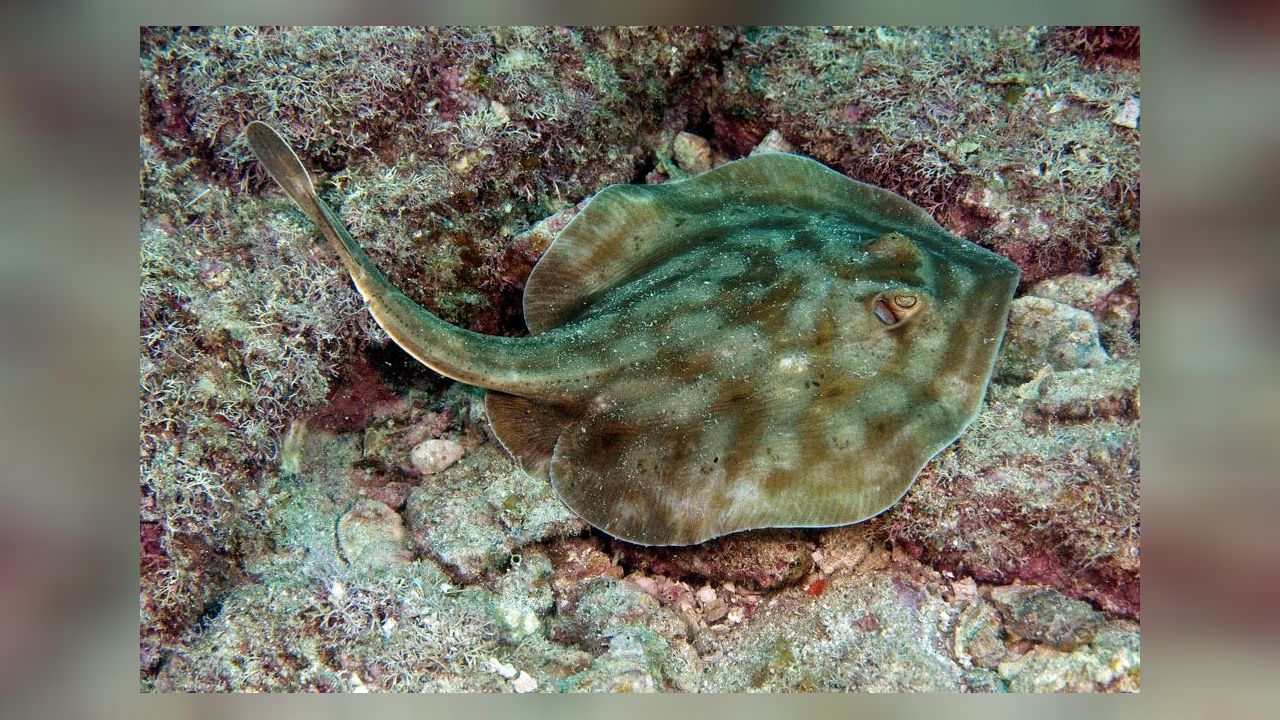 IKAN PARI JAWA ~ Everything About Fish