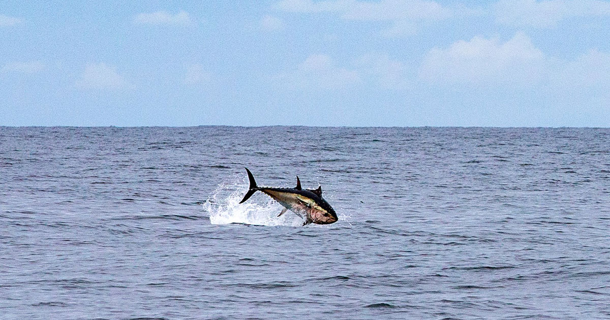 Team Propell fiske: 22 team får fiske tunfisk i Norge
