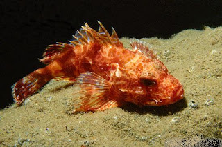 Artes de Pesca: VAMOS A PESCAR RASCACIO