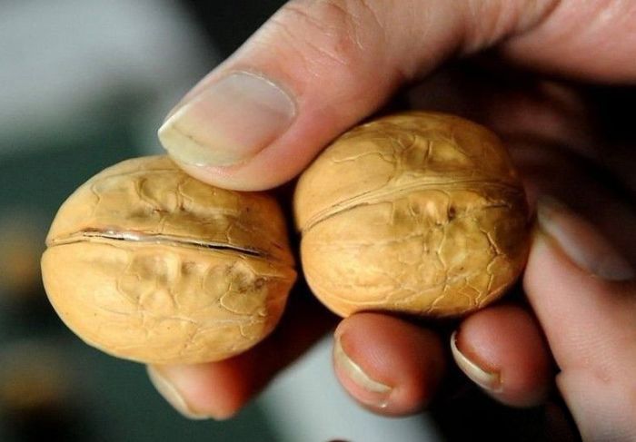 Chinese Walnuts (5 pics) ~ Amazing Facts