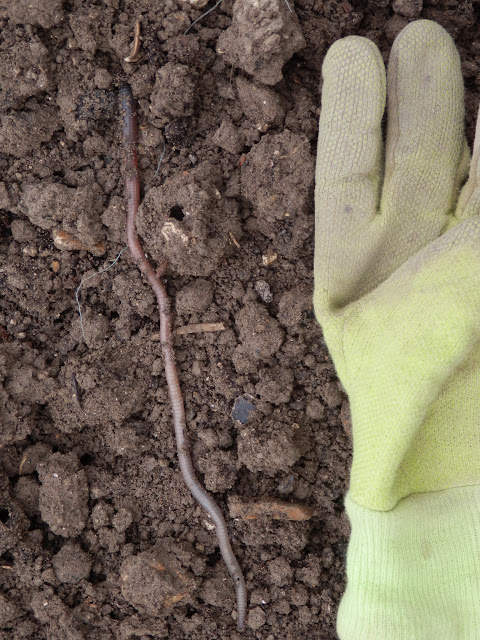 Longest Earthworm?