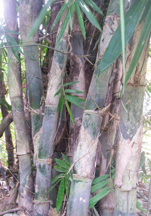 Taman Bambu Nusantara: Memilih Jenis Bambu Untuk Tusuk sate & Tusuk Gigi