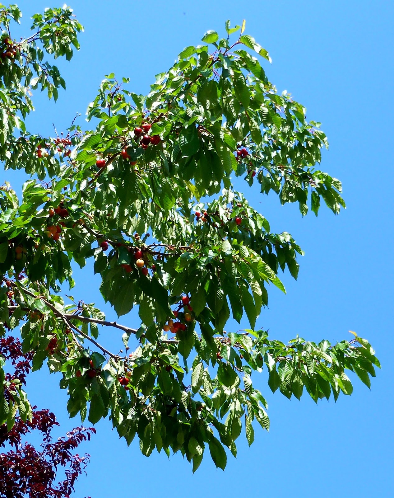 Árboles con alma: Cerezo. Cirerer. (Prunus avium)
