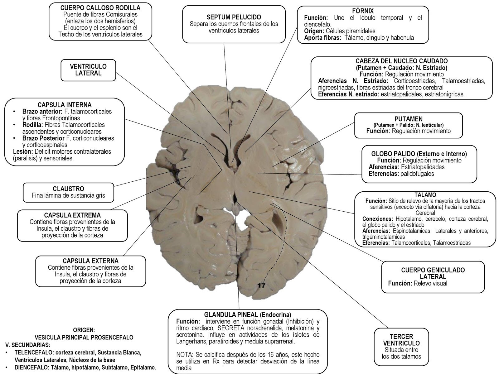 TEMAS MÉDICOS: CORTES ANATÓMICOS DE SISTEMA DEL NERVIOSO