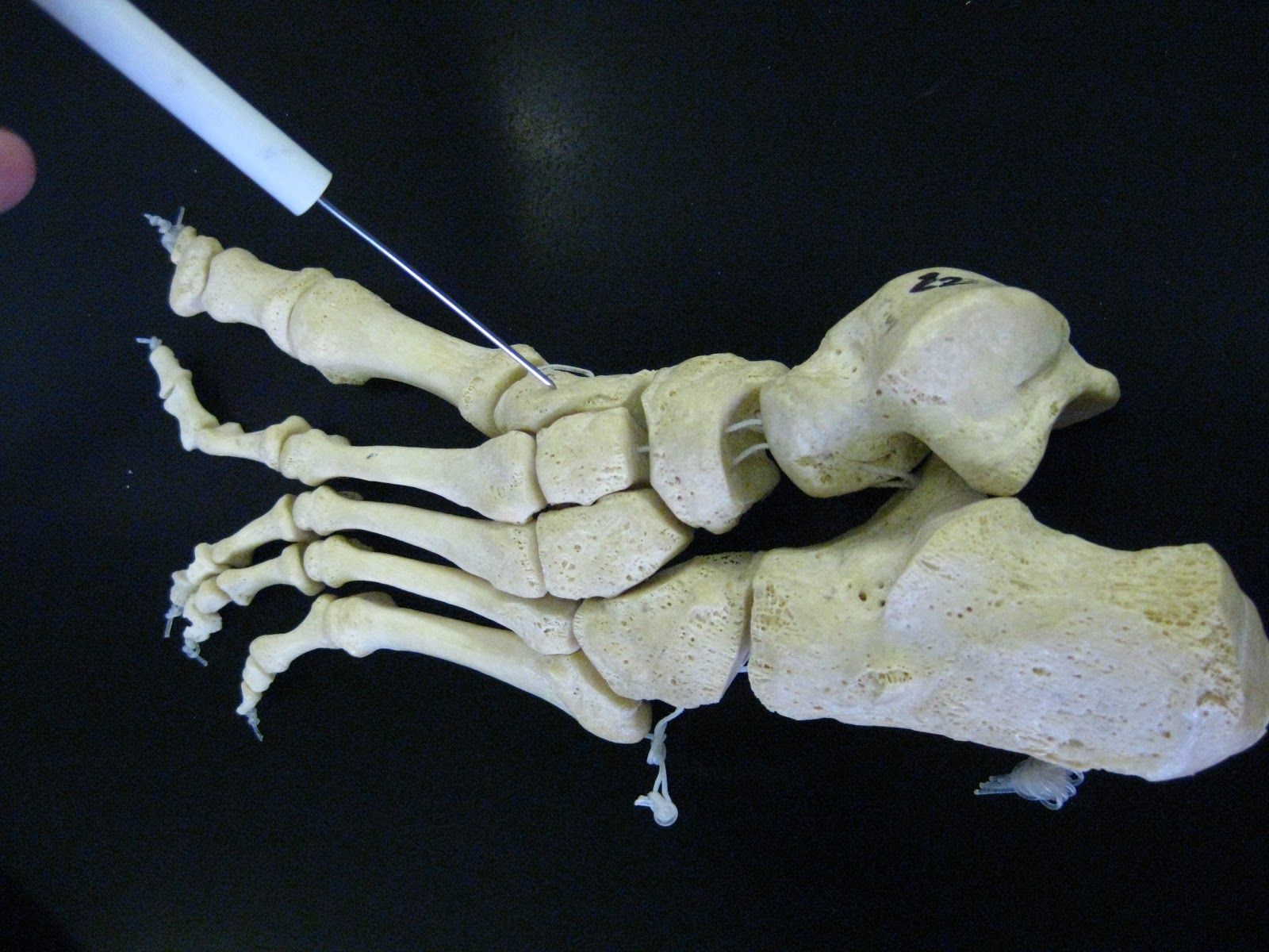 Boned: Human Skeleton - foot