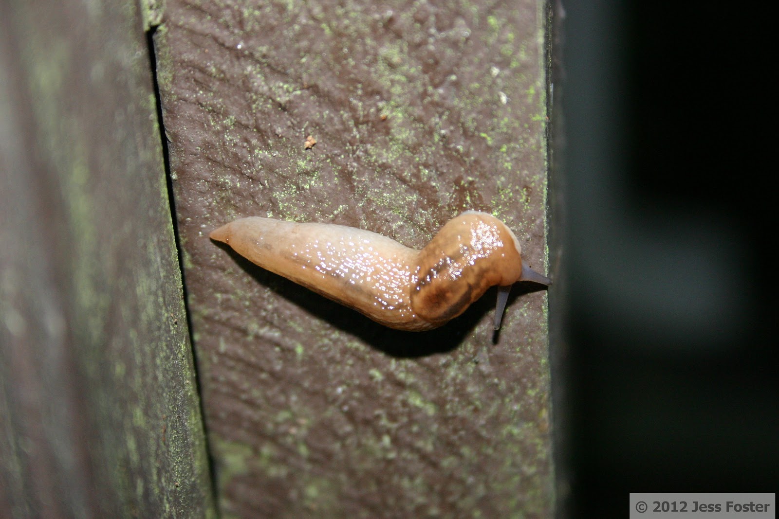 Sluggin' Along: Meet the Slugs