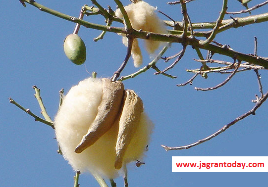 Semal par Chhayi hai Bahaar | सेमल पर छाई है बहार | Do You Know about ...