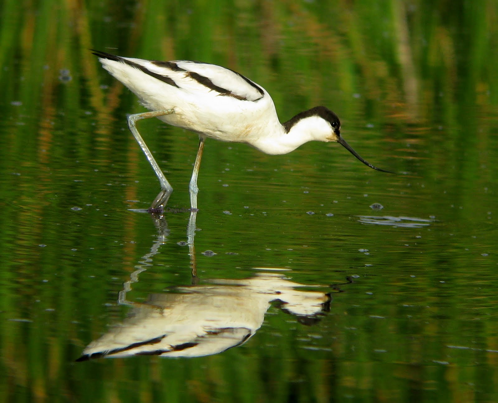 Denis Degullacion | Birding | Digiscoping | Photography |: Pied Avocet ...