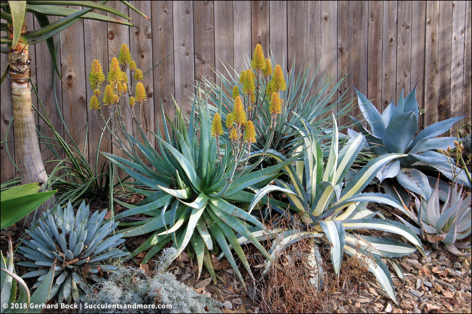 Aloes and friends blooming in our garden