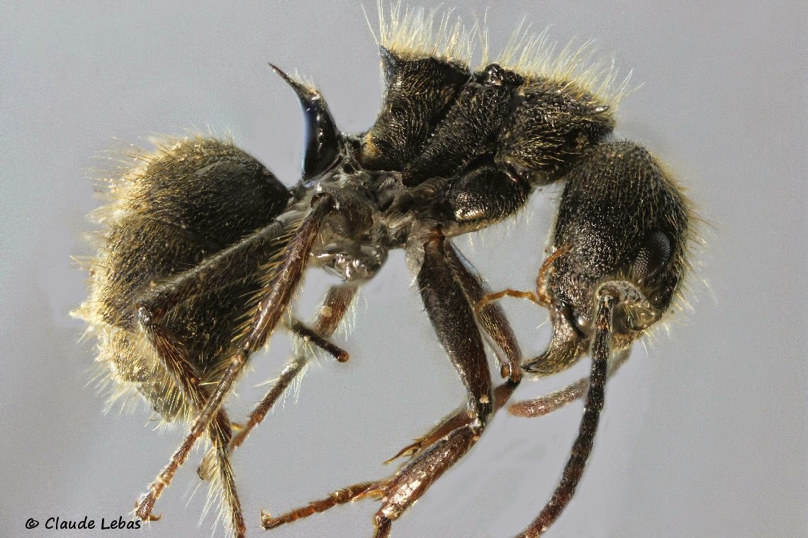 fourmis du Honduras