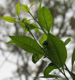 Tim's Backyard: Changsha Mandarins: Their Fruit and Their Pests