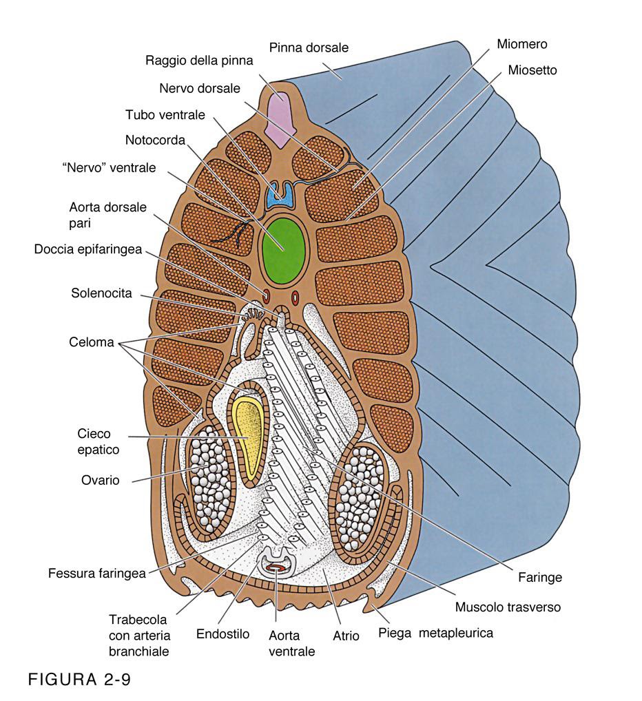UROCORDATI E CEFALOCORDATI: Ascidia e anfiosso.