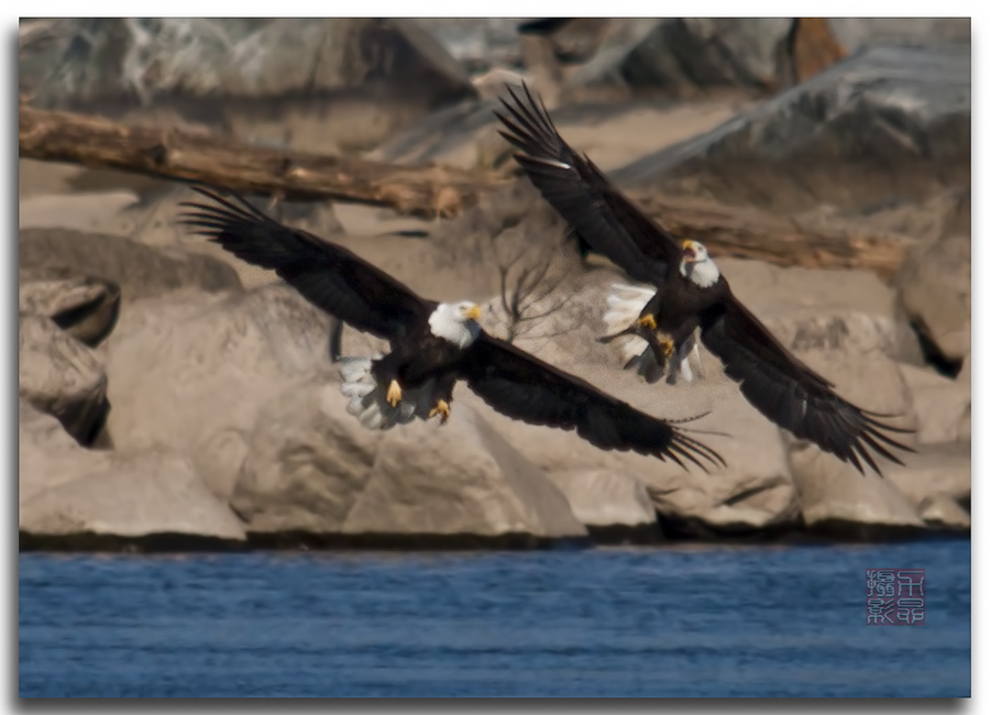 See What I See: Bald Eagle