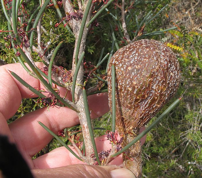 Esperance Wildflowers: Hakea strumosa – Proteaceae