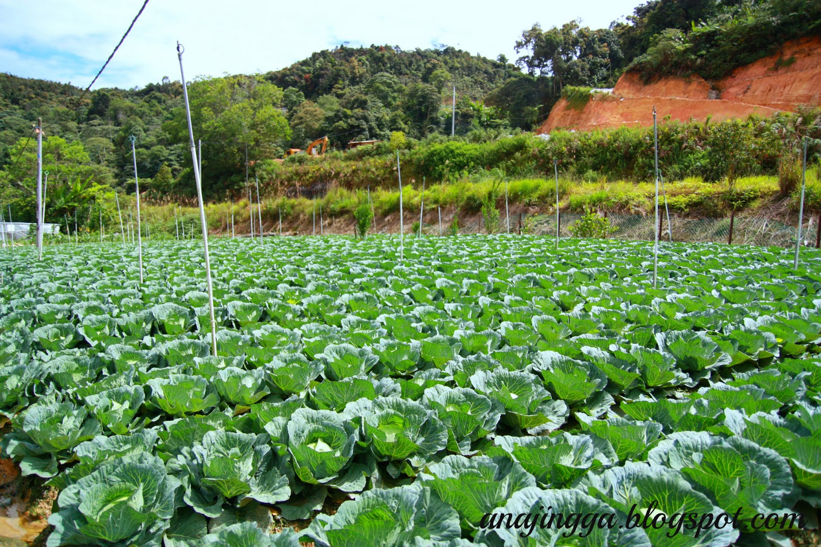 Keindahan flora di Cameron Highland