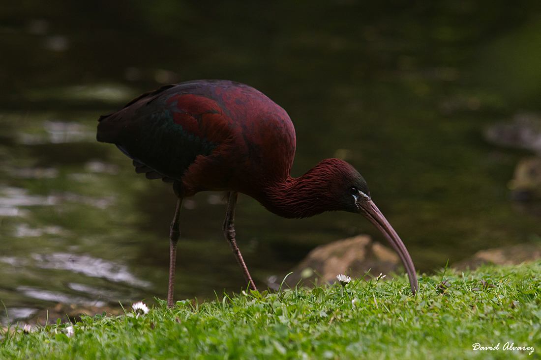 Naturaleza Cantábrica: Un morito confiado