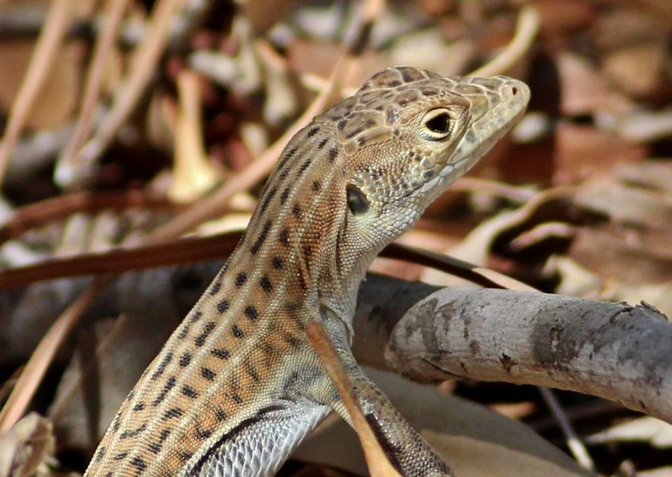 Biodiversity of Cyprus by NGO Protection of the Natural Heritage and ...