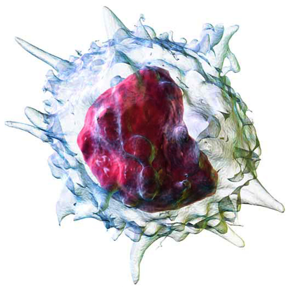 What are white blood cells and what is their function in the human body?