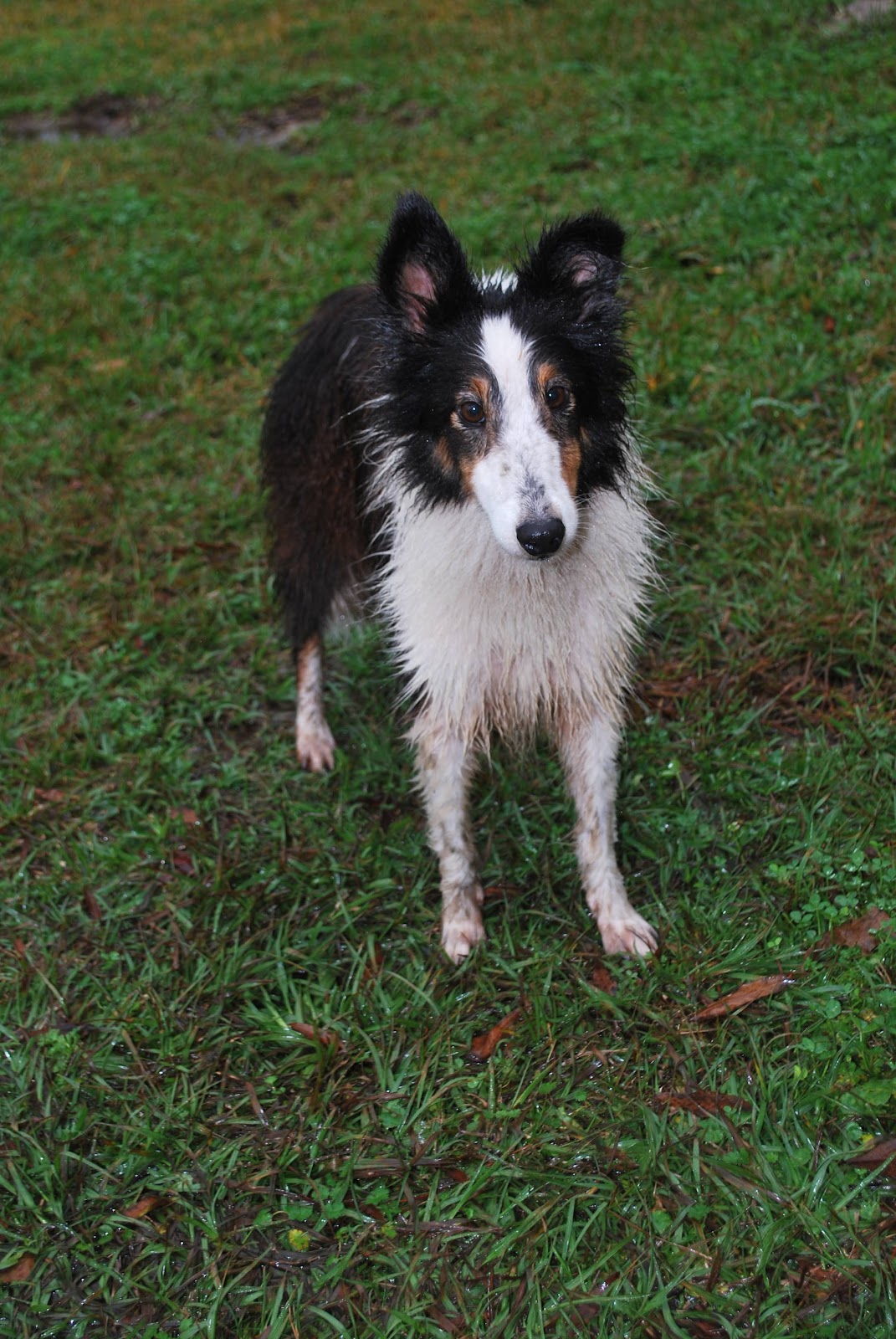 HighTail Farms: The measure of a good farm dog - Nova