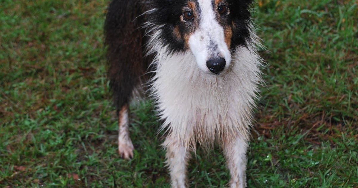 HighTail Farms: The measure of a good farm dog - Nova