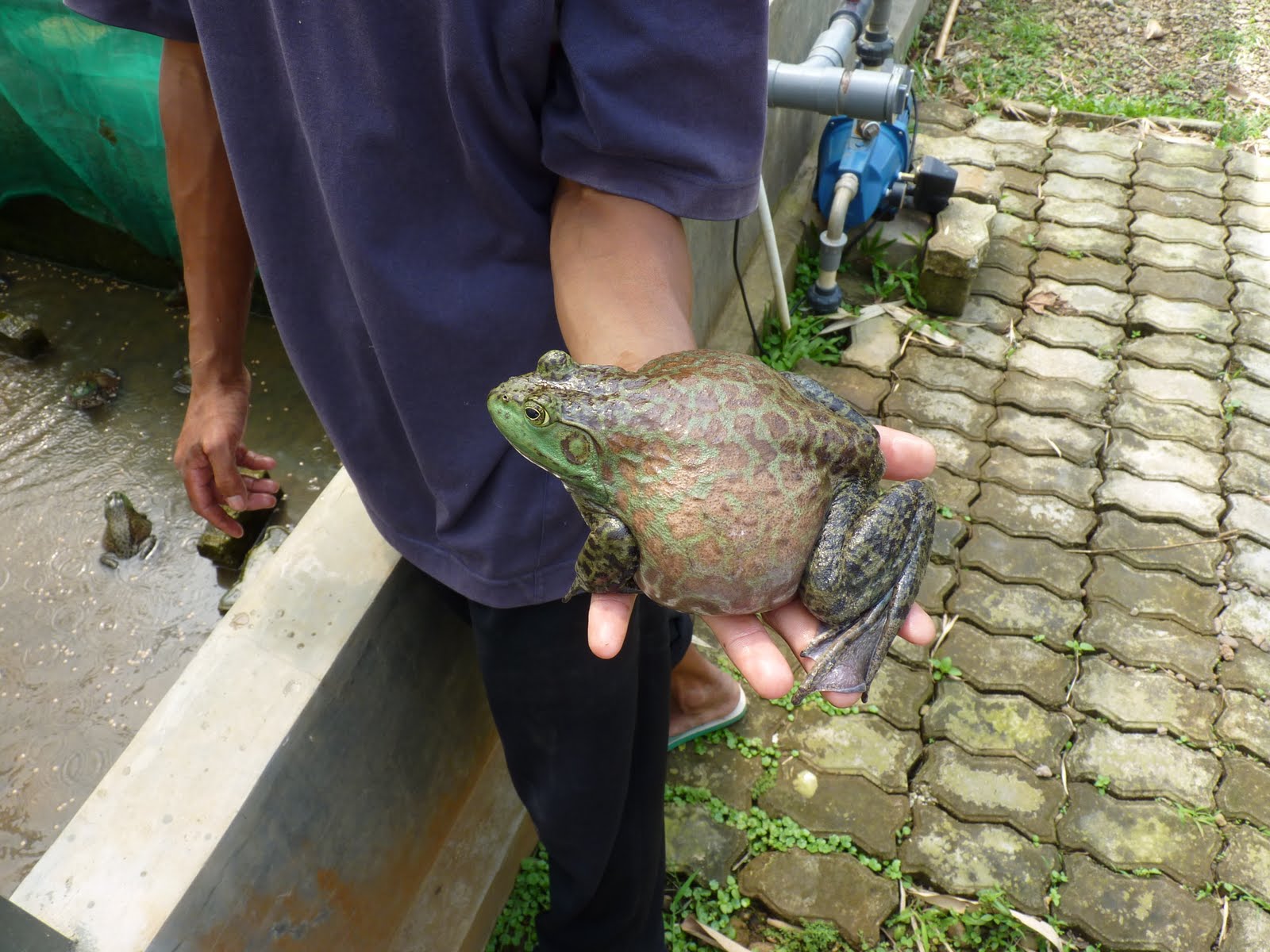 The World's Best Bullfrogs