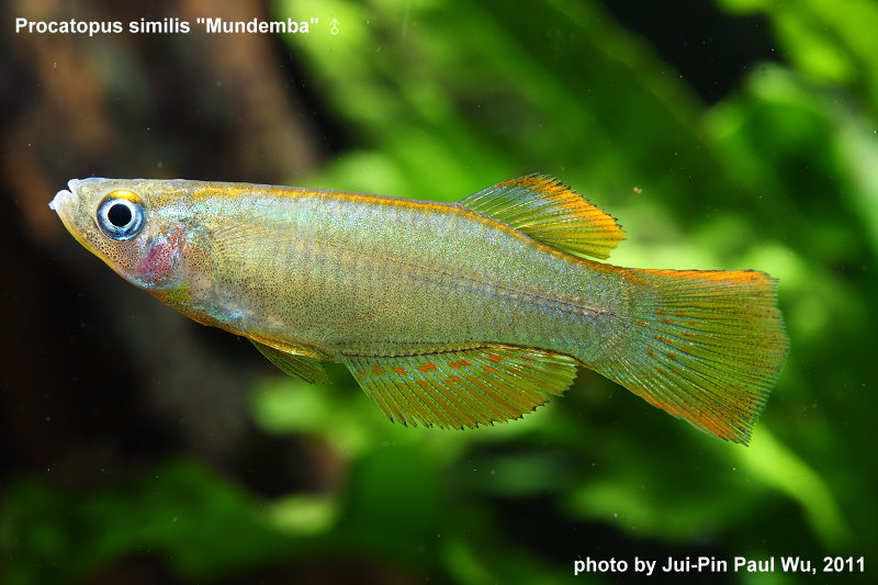 國寶的藏寶箱: Procatopus similis "Mundemba"