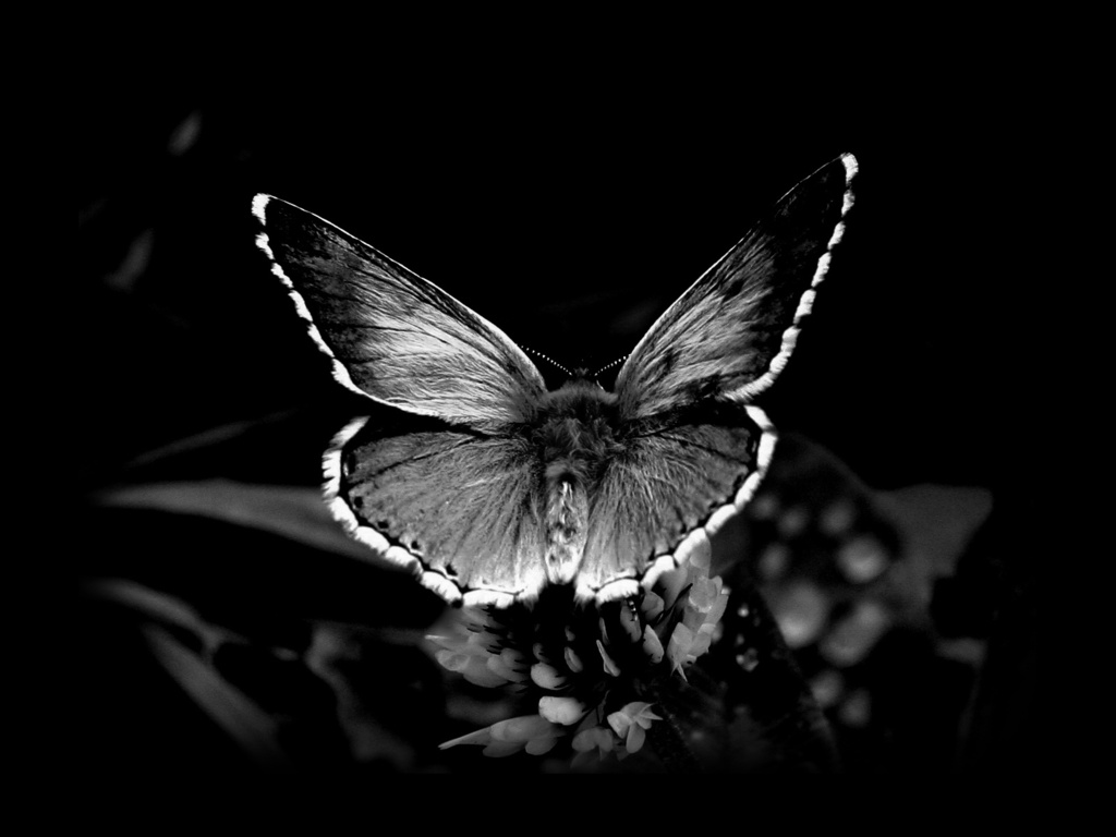 Black Wallpaper: Butterfly