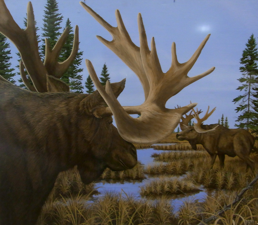 Ms. Aurelia - ACC Social Studies Grade 5: Resources for Stag Moose Group